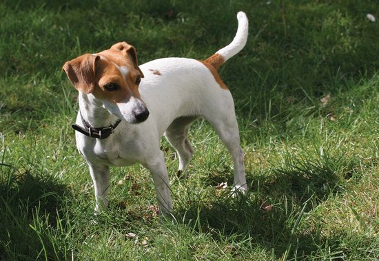 Fotobehang - Vlies Behang - Jack Russel - Hond - 208 x 146 cm | bol