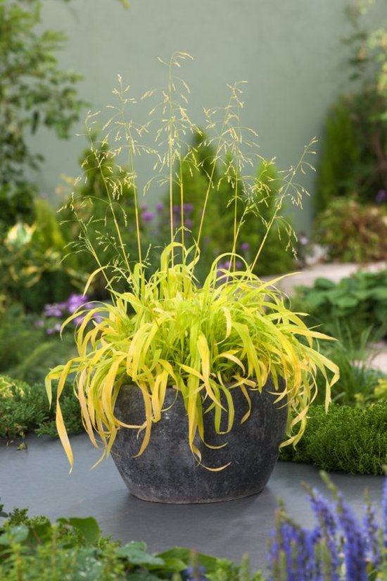 Plants Online - Tuinplanten - Vaste planten - Set van 1 - Milium ...
