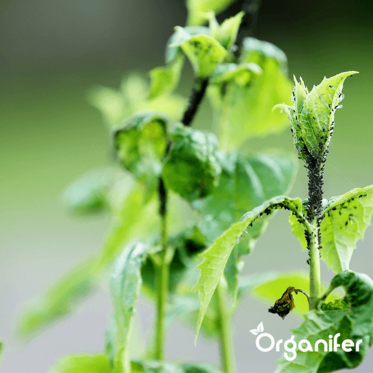 Leaf Insects Bladinsecten Capsules – 36 stuks - Voor planten die ...