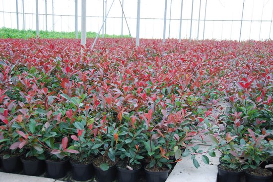 Set van 10 | Glansmispel 'Red Robin' Kluit 60-80 cm - Bloeiende plant ...