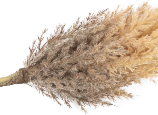Everplant Kunst Pluim Lichtbruin 94 cm - Kunst pluim - Pluimen - Pampas ...