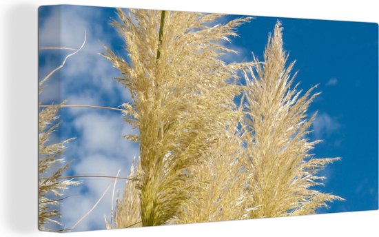 Canvas schilderij 160x80 cm - Wanddecoratie Planten - Pampasgras - Lucht -... | bol