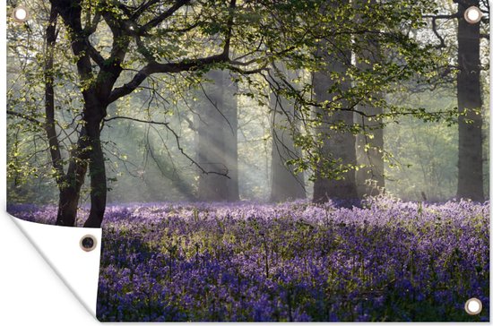 Rayons de soleil dans une forêt pleine de fleurs de l'étoile jacinthe ...