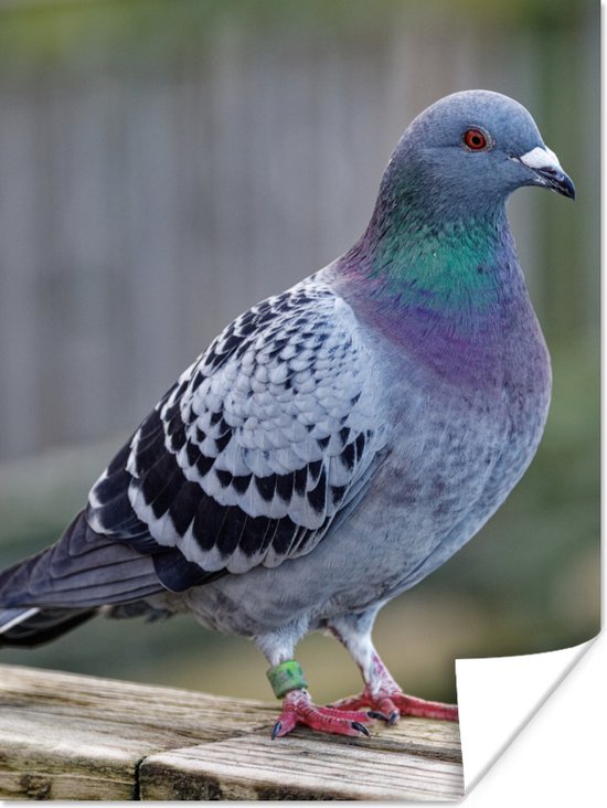 Poster Duif - Vogel - Paars - Veren - 30x40 cm | bol