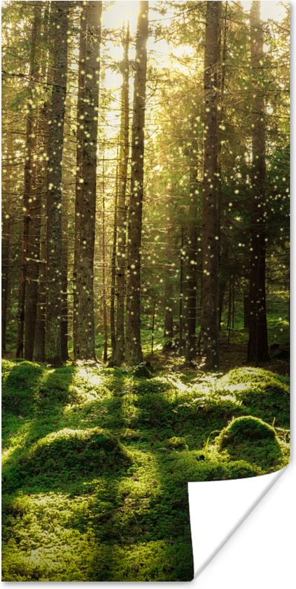 Poster Bomen - Bos - Mos - Planten - Zon - Natuur - 75x150 cm | bol