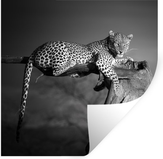 Muurstickers - Sticker Folie - Panter - Boom - Dieren - Zwart - Wit - 120x120 cm -... | bol
