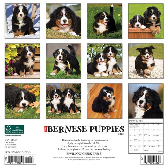 Berner Sennen Kalender 2022 | bol.com