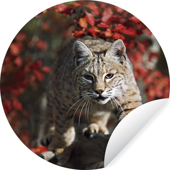 WallCircle - Muurstickers - Behangcirkel - Lynx - Boomstam - Herfst - 100x100 cm -... | bol