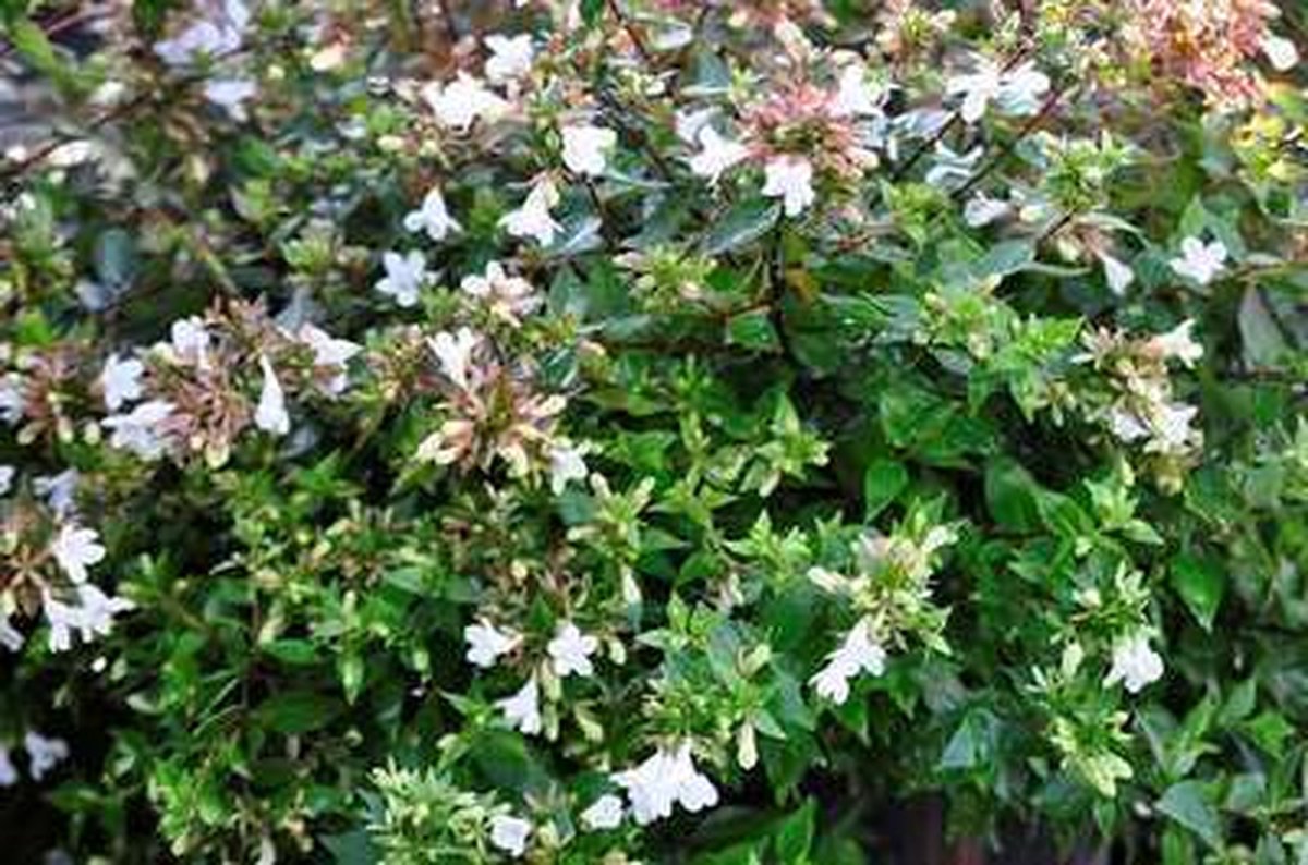 Abelia grandiflora 'Prostrata' | bol