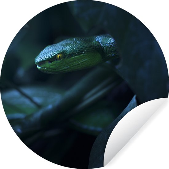 WallCircle - Muurstickers - Behangcirkel - Slang - Macro - Hout - 100x100 cm -... | bol