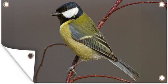 Tuinposter Portret van een koolmees op een rode stengel - 60x30 cm ...