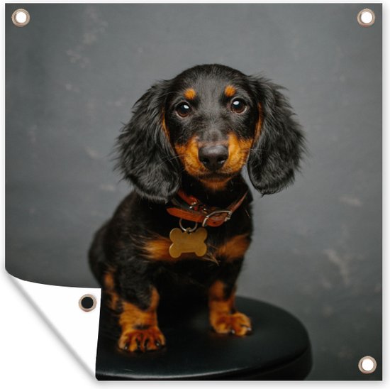 Tuinposters Studio foto van teckel puppy - 50x50 cm - Tuindoek ...