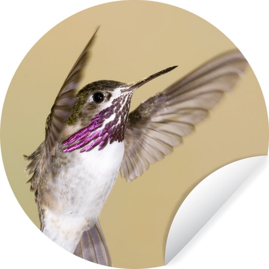 WallCircle - Muurstickers - Behangcirkel - Kolibrie - Vogel - Paars - ⌀ 140 cm -... | bol