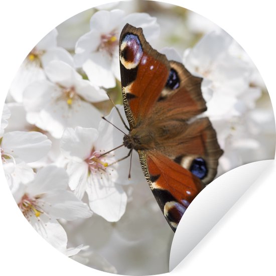 WallCircle - Muurstickers - Behangcirkel - Dagpauwoog vlinder op kersenbloesem - ⌀ 30... | bol