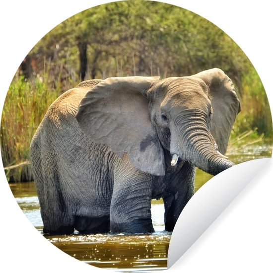 WallCircle - Muurstickers - Behangcirkel - Olifant - Water - Dieren - Natuur - 100x100... | bol.com