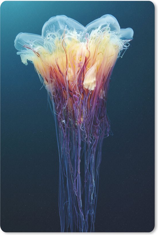 De grootste kwal ter wereld genaamd de leeuwenkwal in het donkere water ...