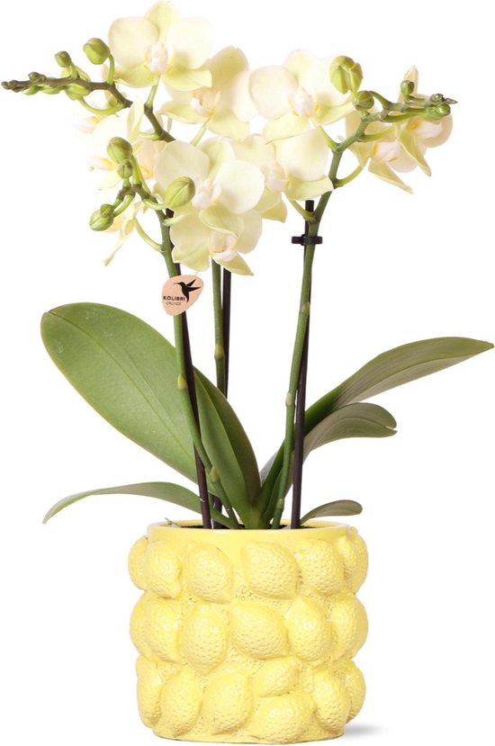 Orchidee – Vlinder orchidee (Phalaenopsis) met bloempot – Hoogte: 25 cm ...