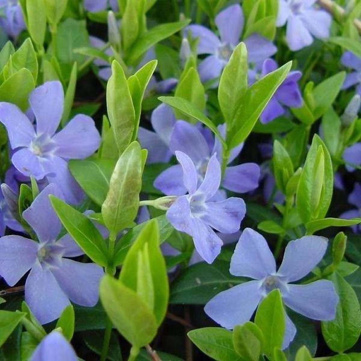 12 x Vinca Minor - Pervenche en pot 9x9cm (prix unitaire 2,42 €) | bol.com