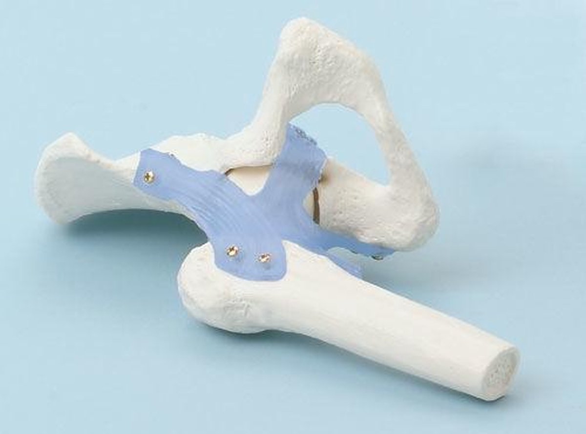 Heupgewricht met banden anatomie model | bol.com