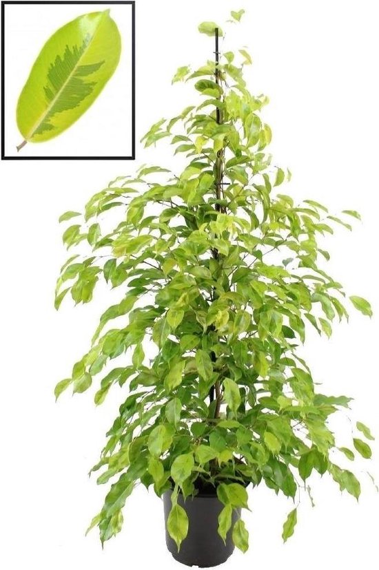 Ficus Benjamina Reginald XL, 150 CM hoog, 24 CM potdiameter | bol.com