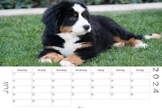 Huurdies - Berner Sennenhond Kalender - Jaarkalender 2024 - 35x24 ...