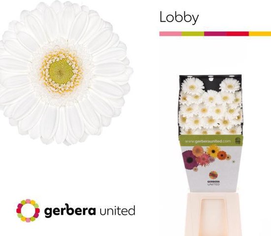 DutchFlowers - Boeket - 20x Germini lobby 70cm | bol