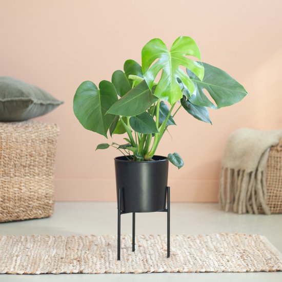 Plantje.nl - Monstera Deliciosa - Gatenplant - inclusief Zwarte Pot ...