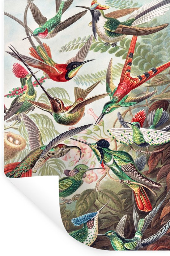Stickers muraux - Sticker Foil - Colibri - Vintage - Ernst Haeckel ...