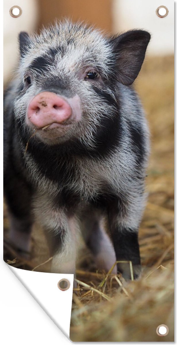 Affiche de jardin - Cochon - Animaux - Ferme - Foin - 40x80 cm - Toiles ...