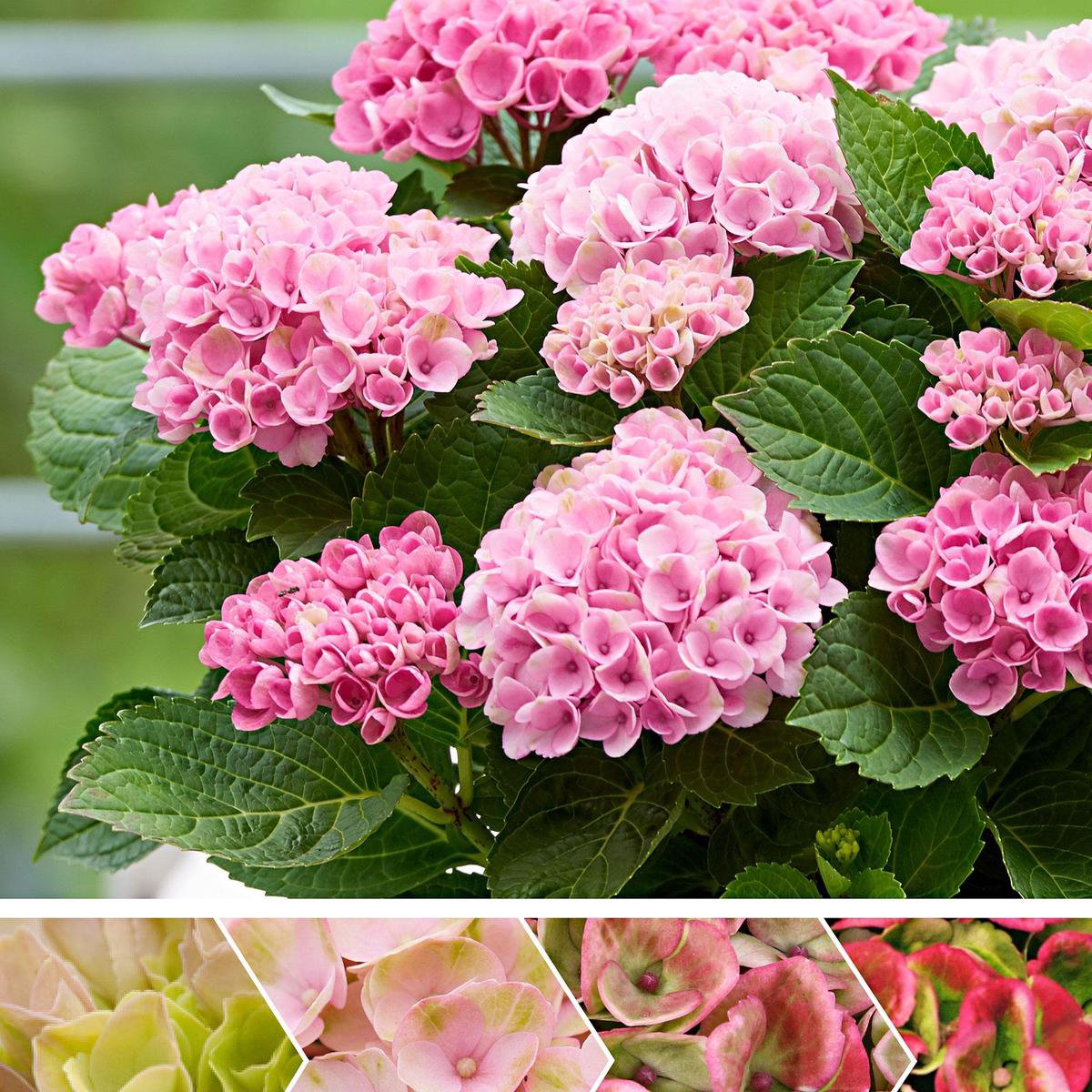 Hydrangea Magical 'Revolution Pink' - Hortensia roze - ↑ 15-20cm - Ø ...
