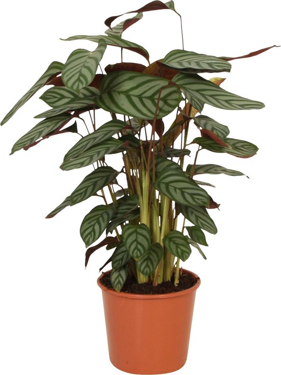 Calathea 'Setosa Compact Star' - Luchtzuiverende Calathea - Kamerplant ...