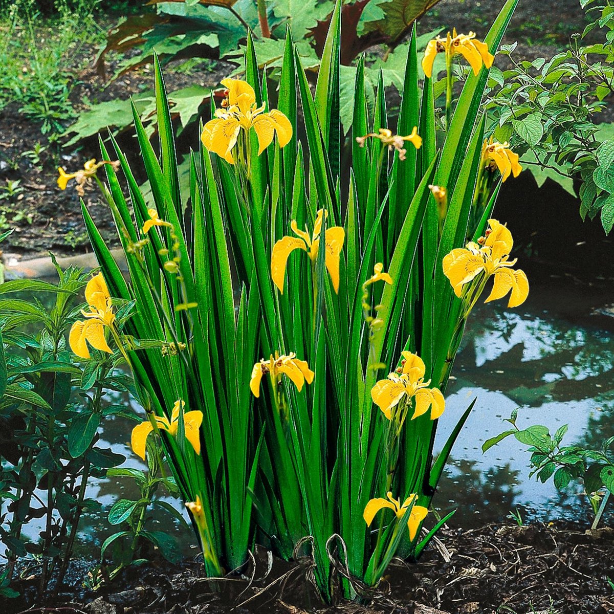 Iris Pseudacorus - Gele Lis - ↑ 20-30cm - Ø 18cm | bol.com