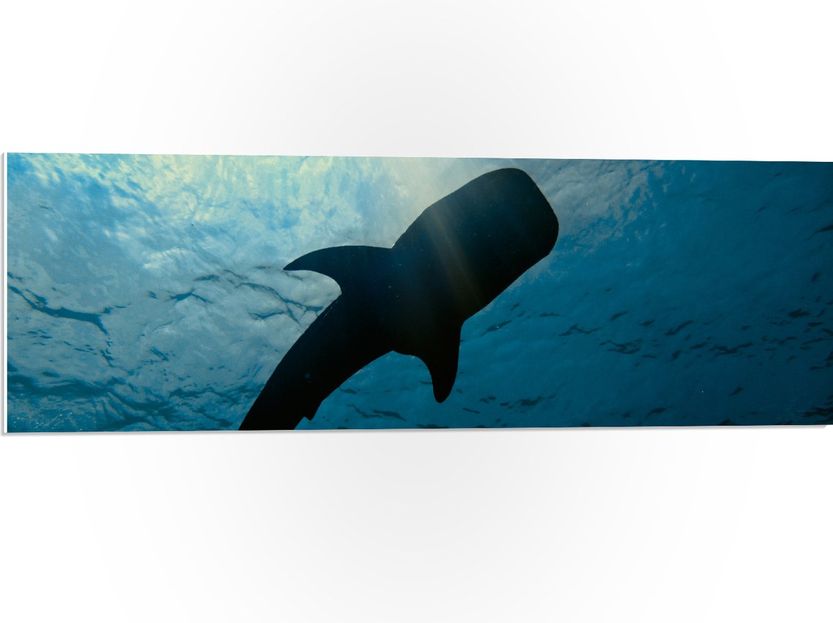 PVC Schuimplaat- Onderaanzicht van Walvis in de Zee bij het ...