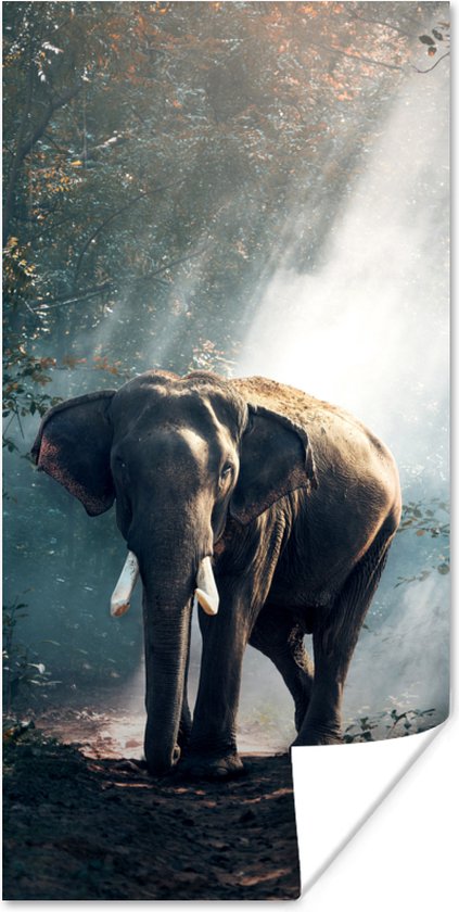 Poster Olifant - Dieren - Licht - Bos - Natuur - Wilde dieren - 60x120 ...