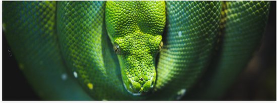 WallClassics - Poster Glanzend – Groene Boompython Slang - 90x30 cm ...