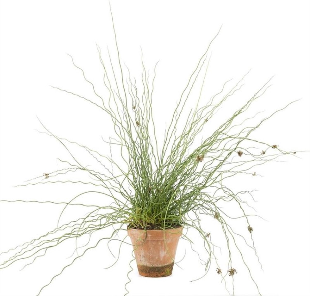 Juncus Effusus Twisted Arrows