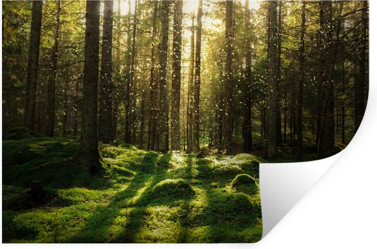 Stickers muraux - Feuille Autocollant - Arbres - Forêt - Mousse ...