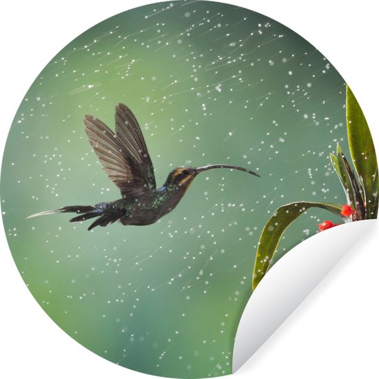 WallCircle - Muurstickers - Behangcirkel - Kolibrie in de regen in de natuur van Costa... | bol