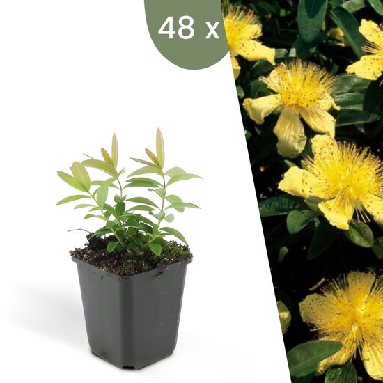 Plants by Frank | 48 Sint-Janskruid Planten | Hypericum calycinum | Winterharde... | bol