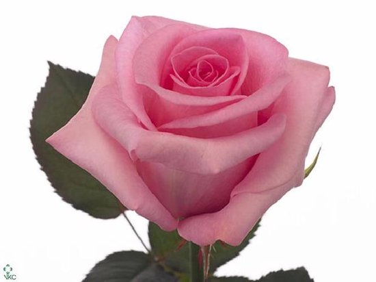 DutchFlowers - Boeket - 20x Rosa blushing akito 50cm | bol