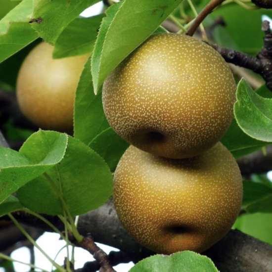 Pyrus pyrifolia ‘Nijsseiki’, Japanse Nashipeer, 5 liter pot | bol