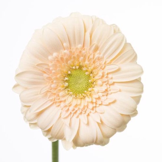 20x Germini moët 70cm | bol