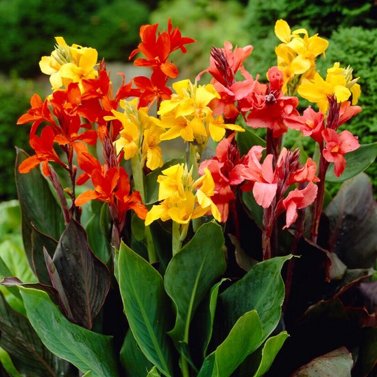 Canna Gemengd | bol