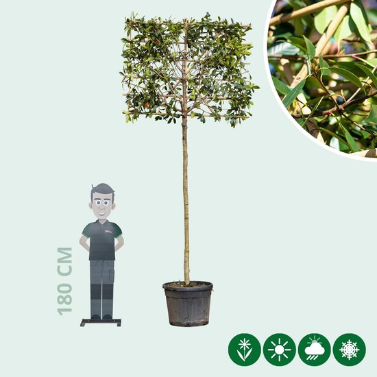 Glansmispel leiboom volgroeid | Photinia fraseri 'Red Robin' 16-18 cm 200 cm|... | bol