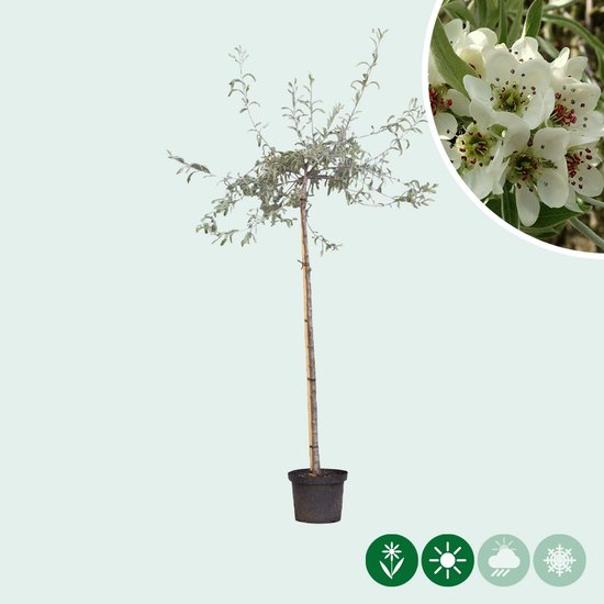 Wilgbladige treur sierpeer | Pyrus salicifolia 'Pendula' 4-8 cm 150 cm ...