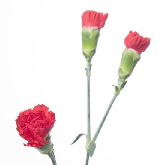 10x Dian.tros rony 60cm | bol