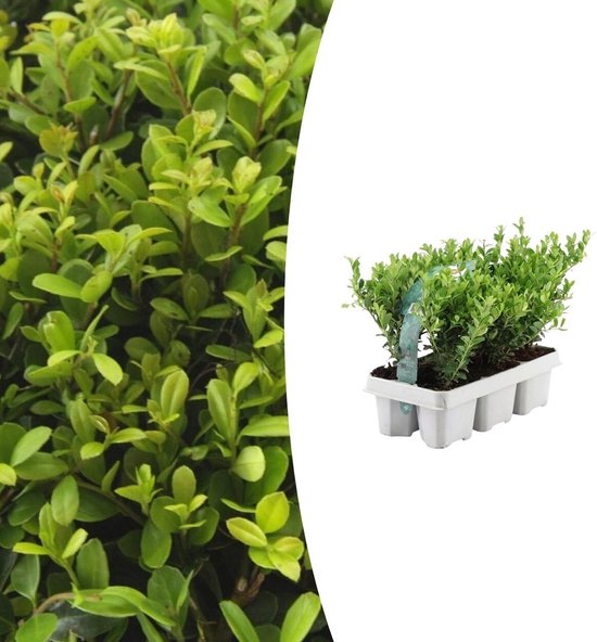1x 6 pack Ilex crenata 'Jenny' - 6 x Ø7 cm - 15 cm | bol