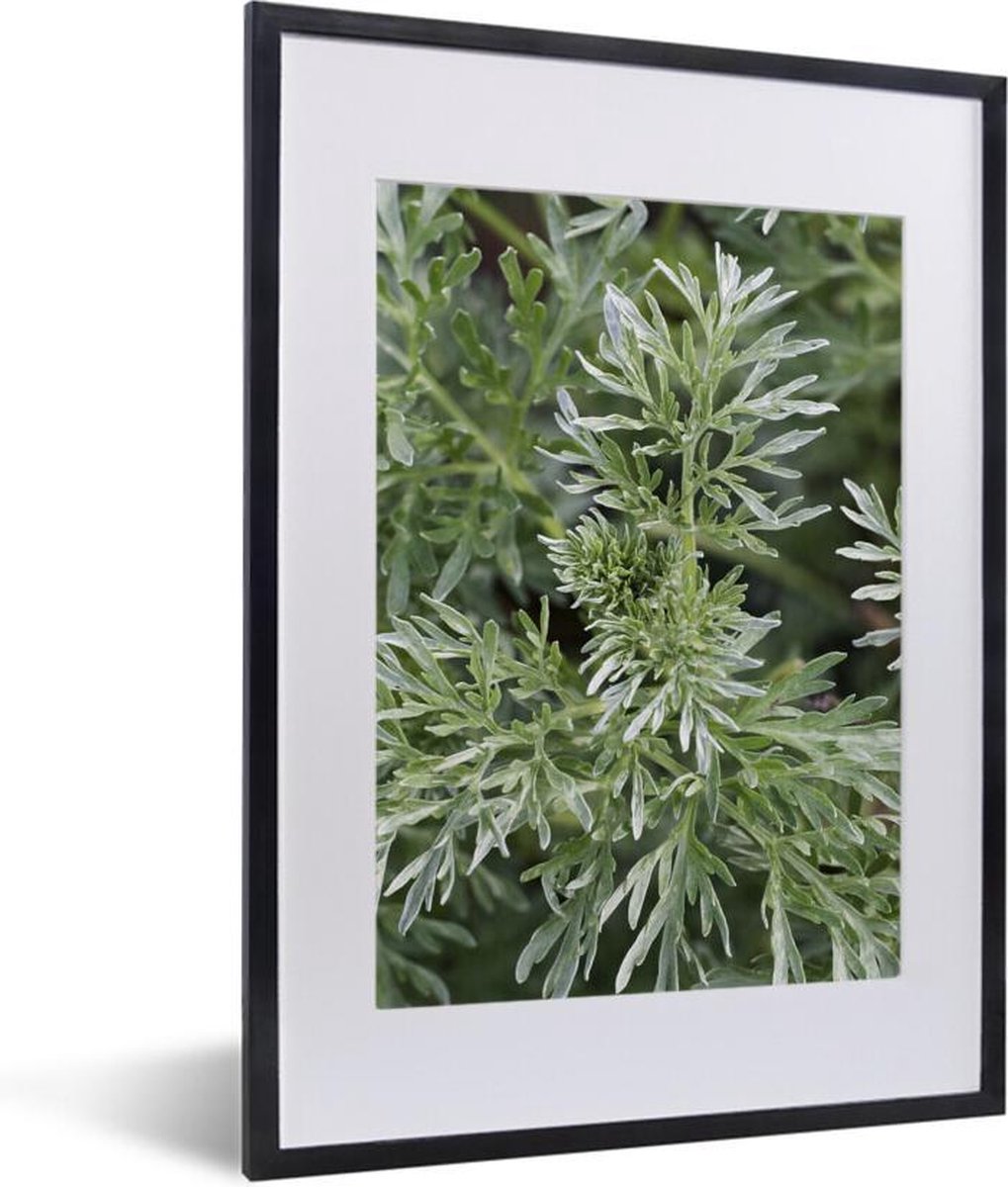 Fotolijst incl. Poster - Groene kleuren van de alsem plant onder het ...