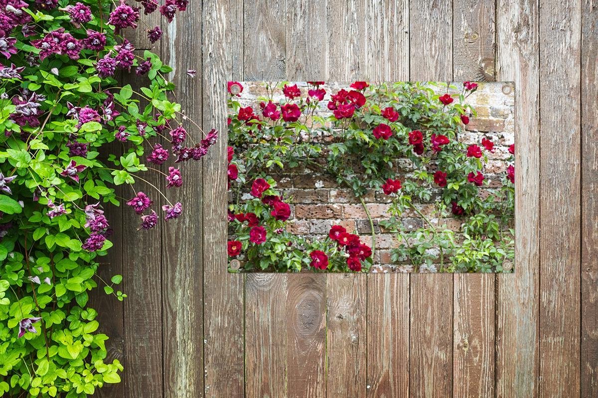 Tuindecoratie Klimplant met rode bloemen op een stenen muur - 60x40 cm ...