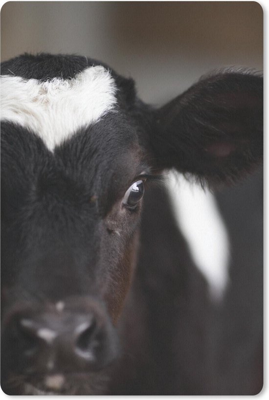 Muismat Friese koe - Pasgeboren Friese koe kalf muismat rubber - 18x27 ...